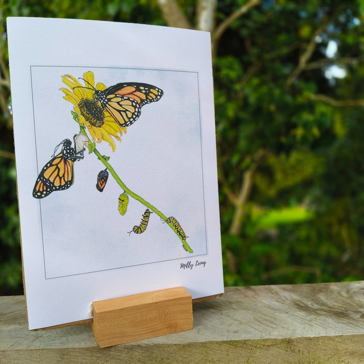 Butterfly Life Cycle Art Print | Hand-Drawn by Milly – The Stripey ...